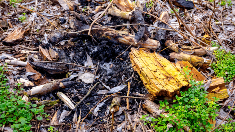 Ignite the Wild: 15 Resourceful Ways to Start a Fire Outdoors ...